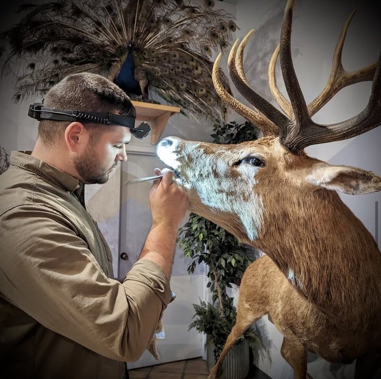 Professional Denver Taxidermy Services | Two By Two Taxidermy