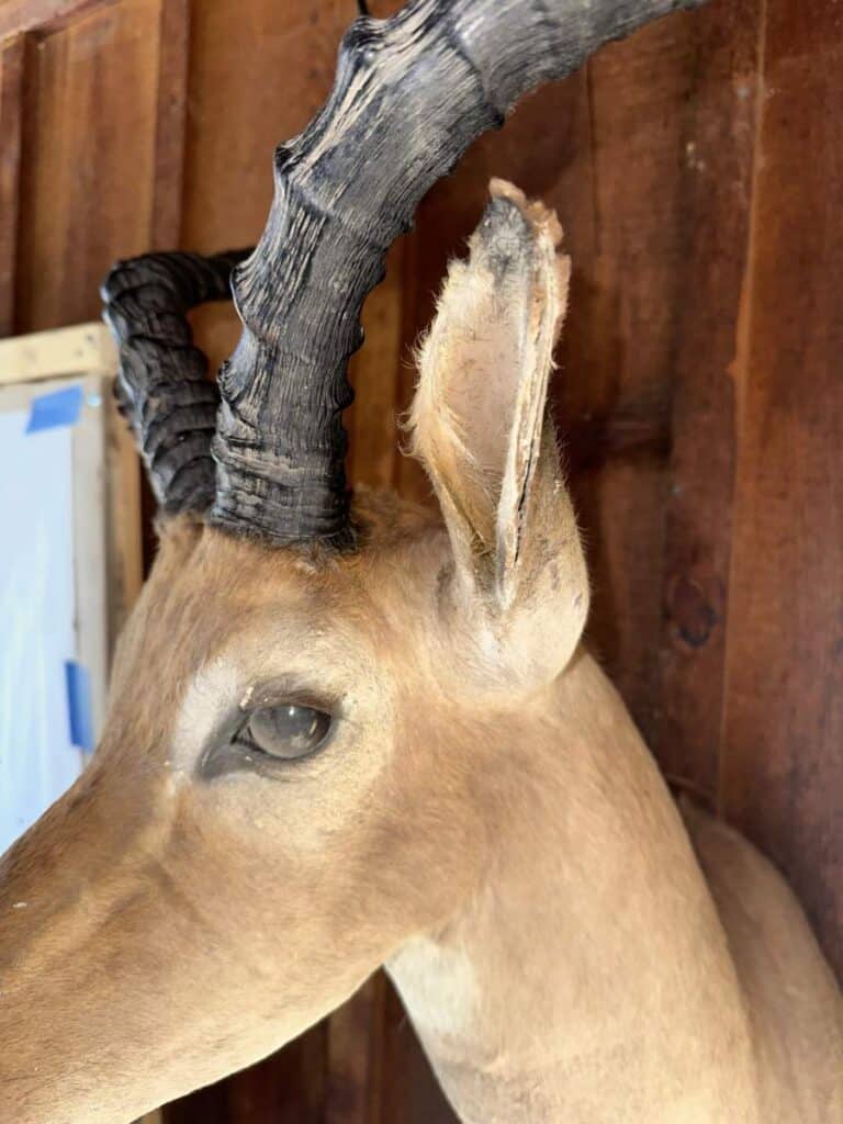 Boise Taxidermy Services - Two By Two Taxidermy